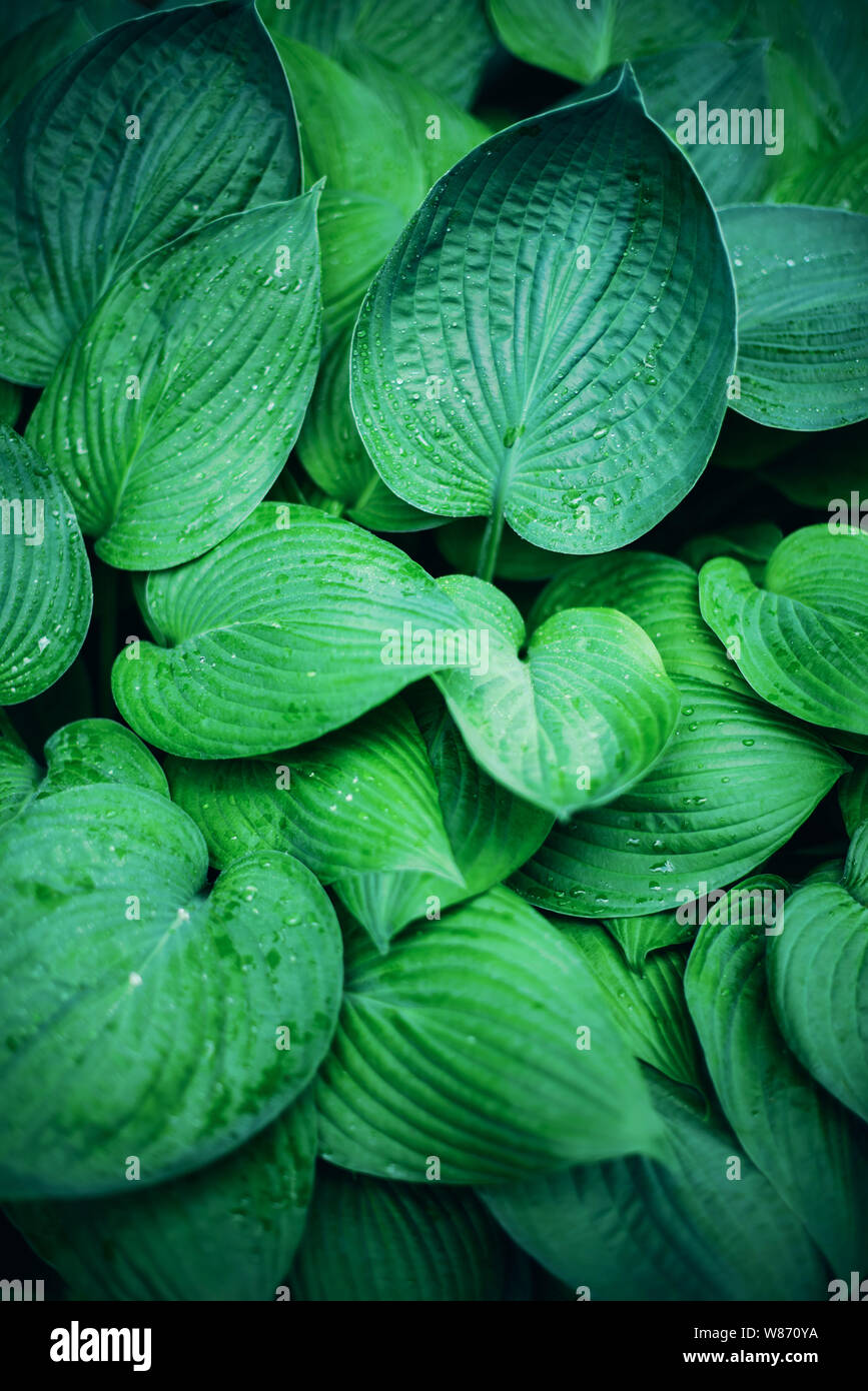 Nature concept. Top view. Green leaves texture. Tropical leaf ...