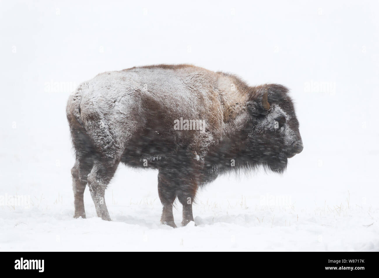 American Bison / Amerikanischer Bison ( Bison bison ) in winter ...