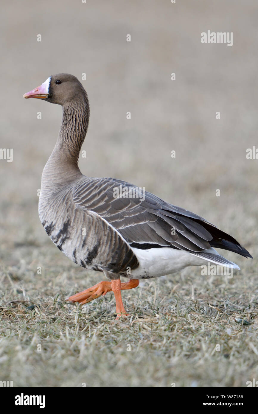 Eurasian white fronted goose hi-res stock photography and images - Alamy