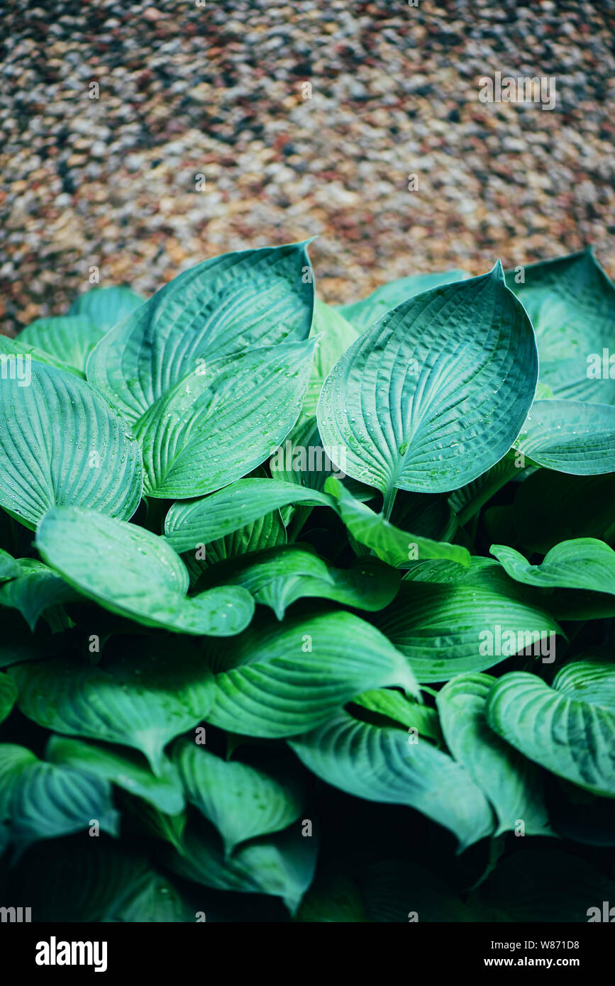 Nature concept. Top view. Green leaves texture. Tropical leaf ...