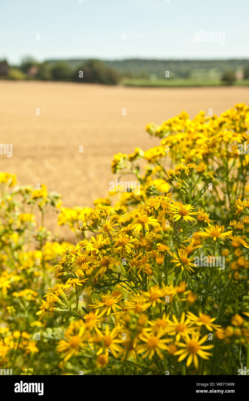 Yellow ragwort and a field of wheat Stock Photo - Alamy