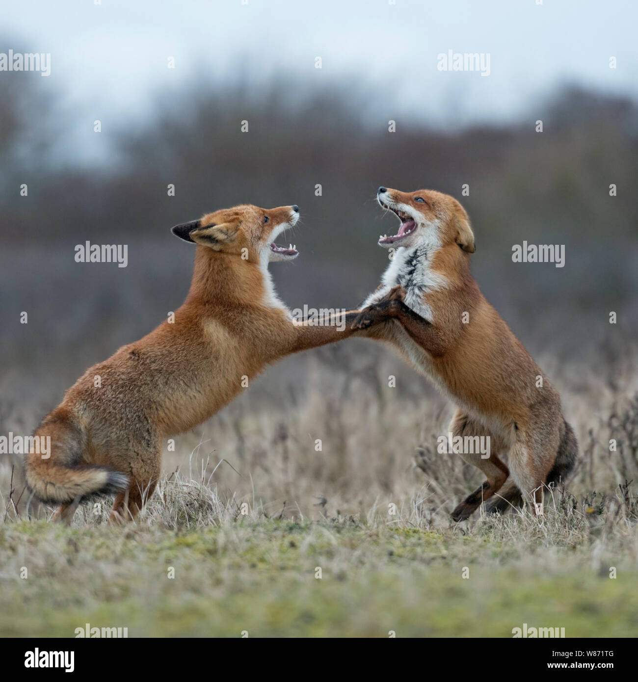Red Foxes ( Vulpes vulpes ), two adults, standing on hind legs ...