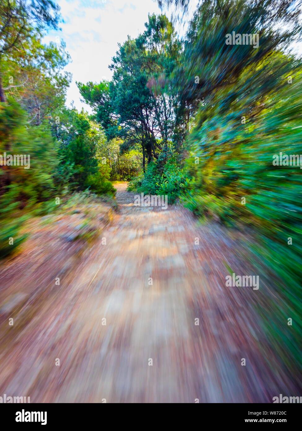 Green forest countryside path pathway speeding through dense trees ...