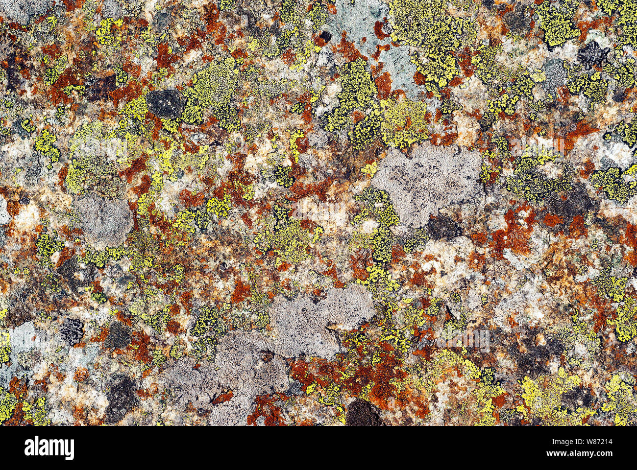 background, texture - surface of wild stone, covered with multi-colored ...