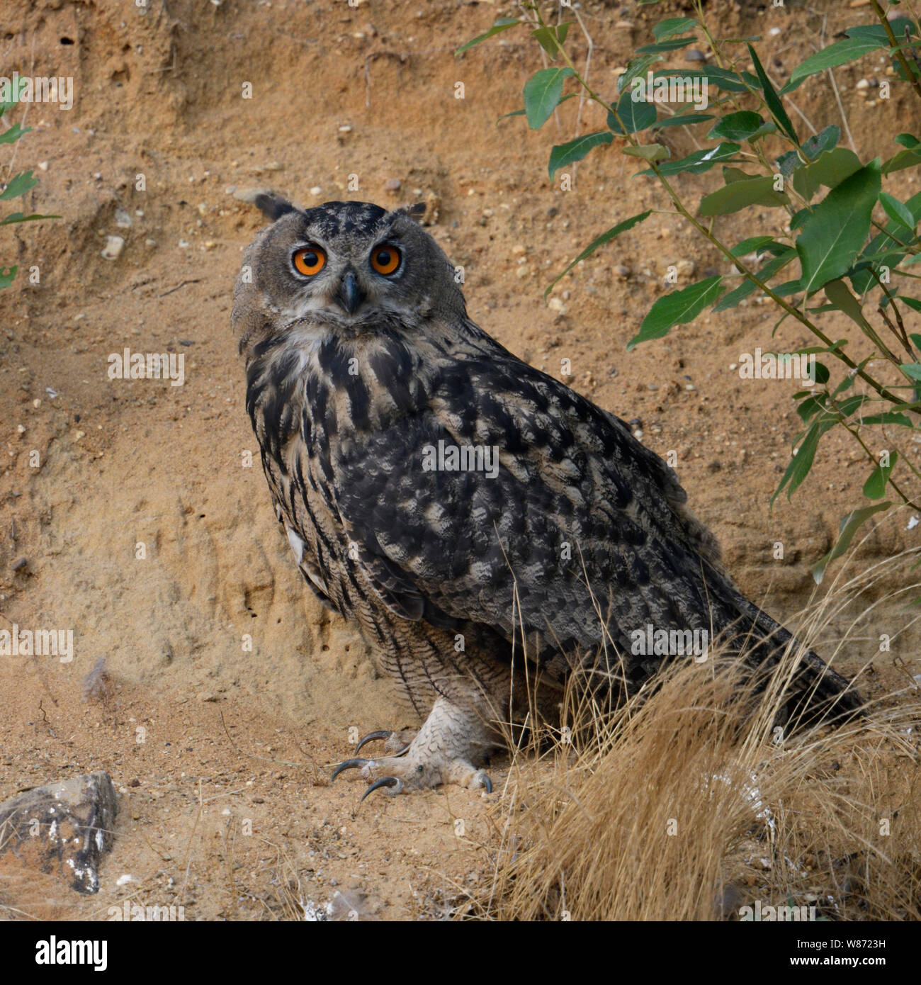 Eurasian Eagle Owl ( Bubo bubo ), sitting, resting under a bush in the ...