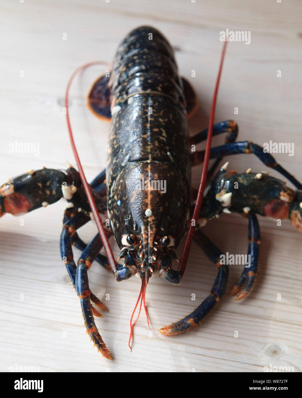Lobster fish hi-res stock photography and images - Alamy