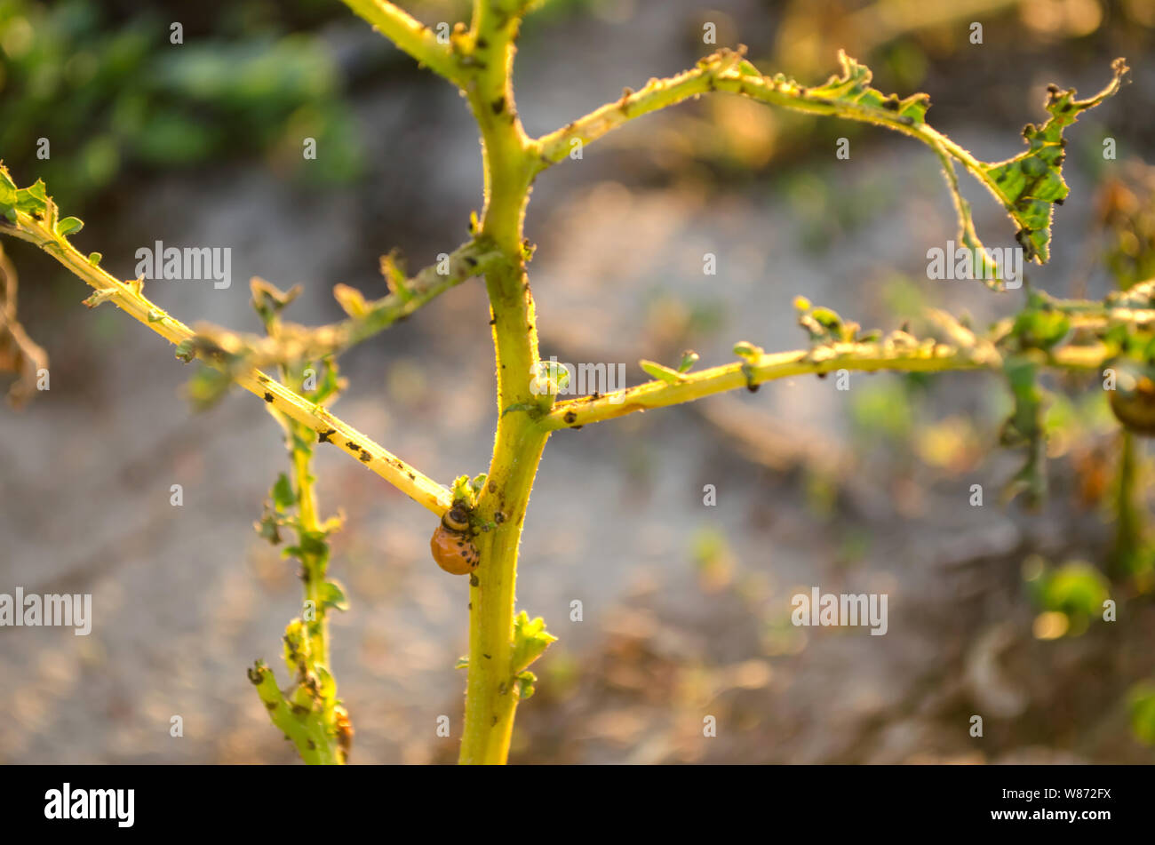 The Colorado potato beetles (Leptinotarsa decemlineata) sitting on a ...