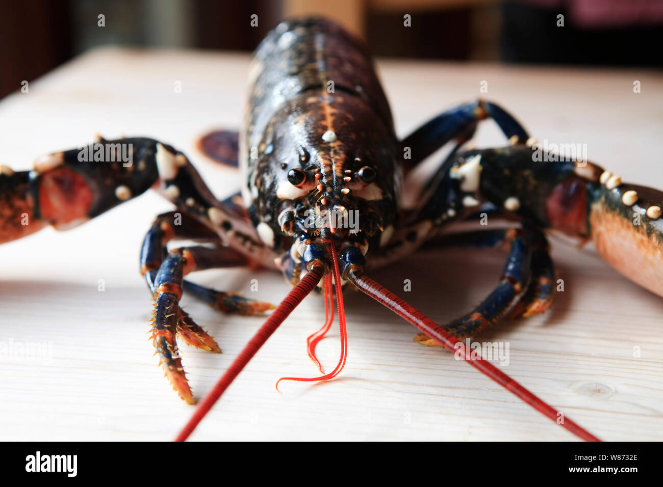Live Lobsters In Water