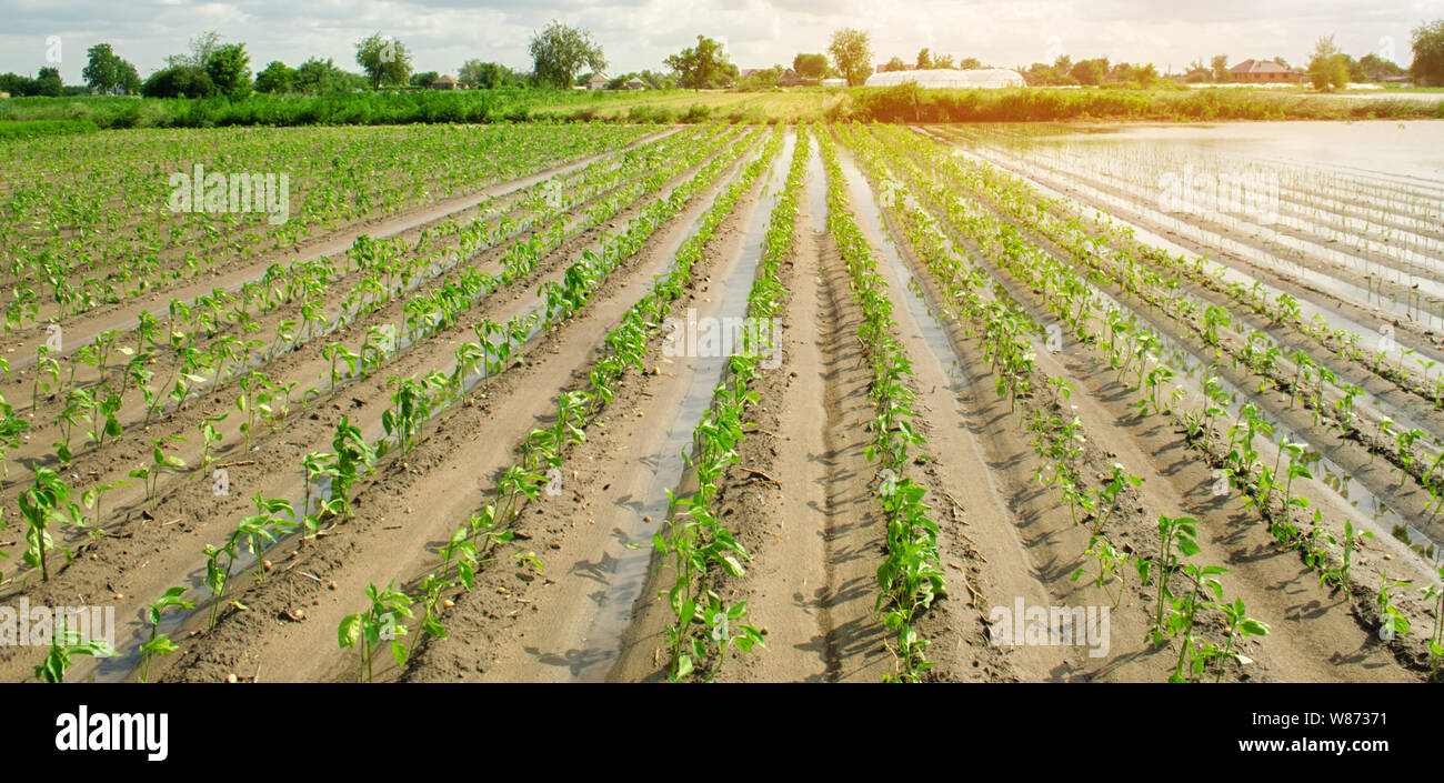 Agricultural land affected by flooding. Flooded field. The consequences ...