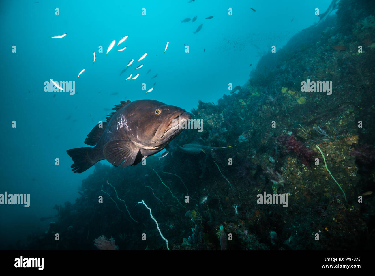 Queensland Grouper Jaw Bone