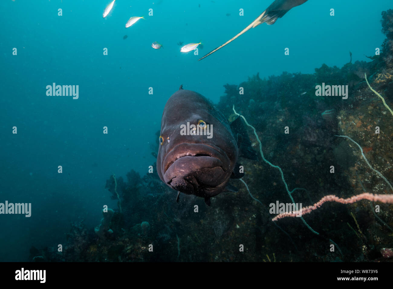 Queensland Grouper Jaw Bone