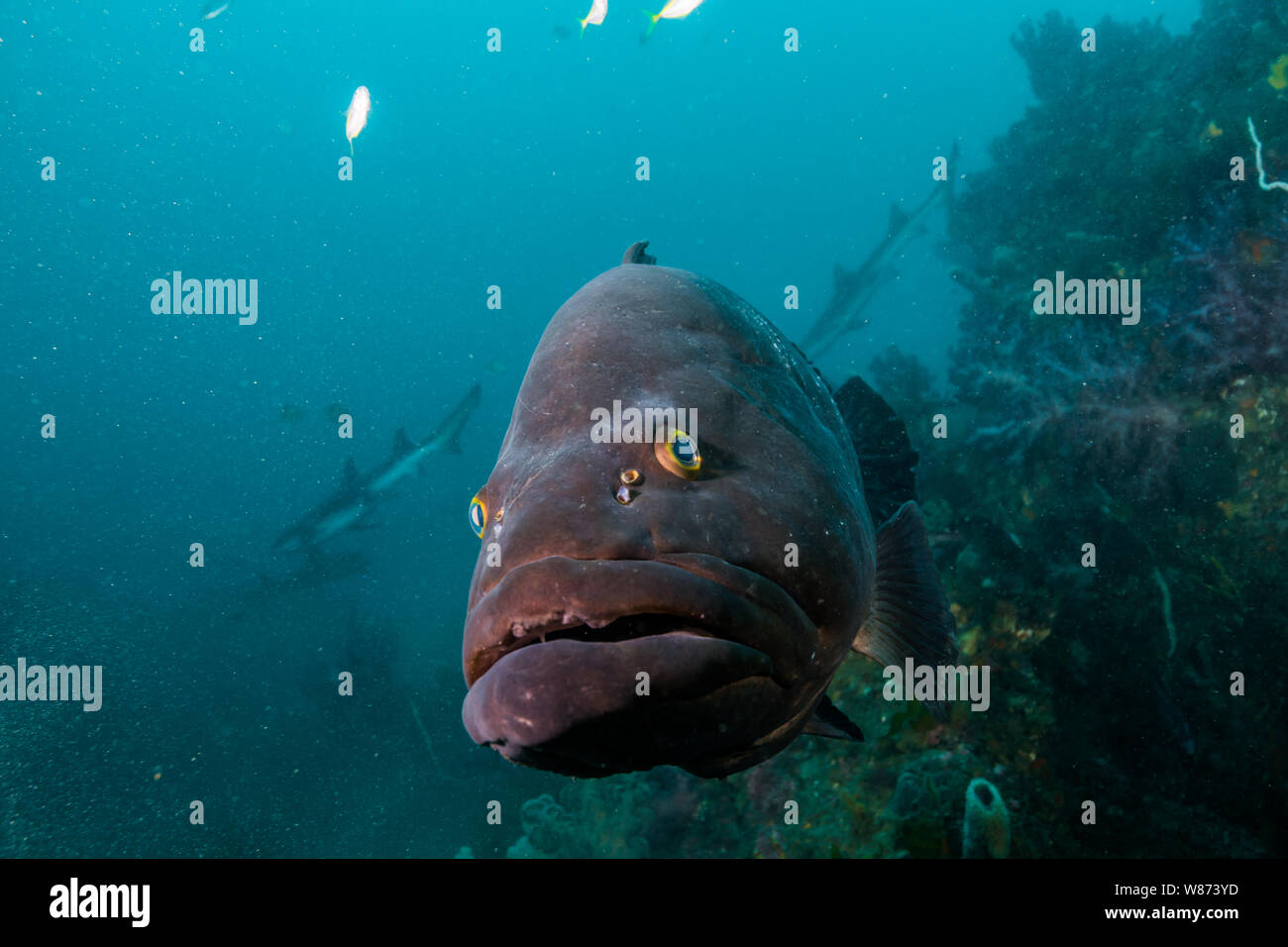 Yellow Grouper High Resolution Stock Photography and Images - Alamy