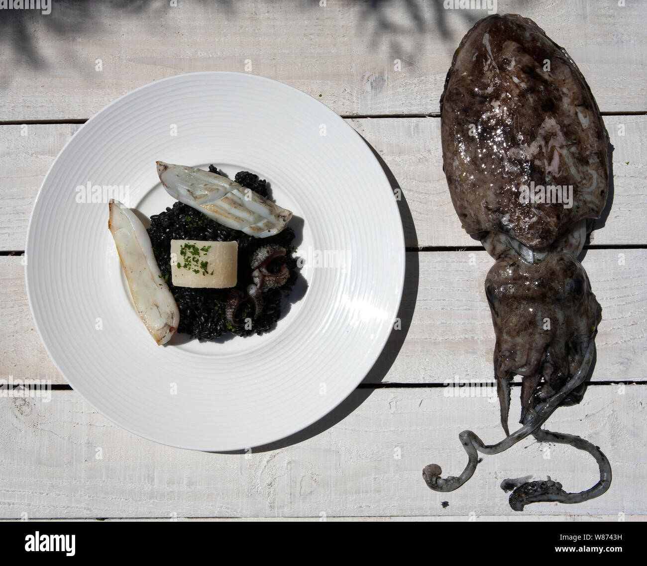 Fresh cuttlefish hi-res stock photography and images - Alamy