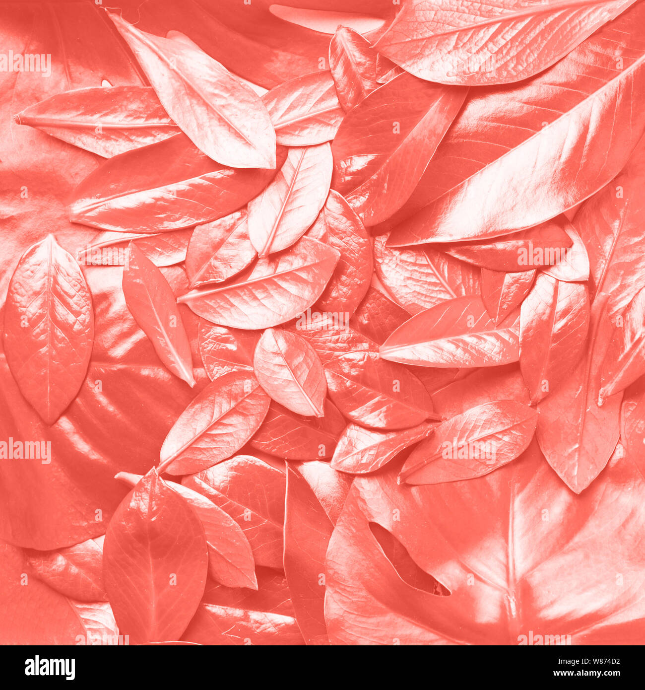 Creative layout made of tropical leaves in trendy living coral color ...