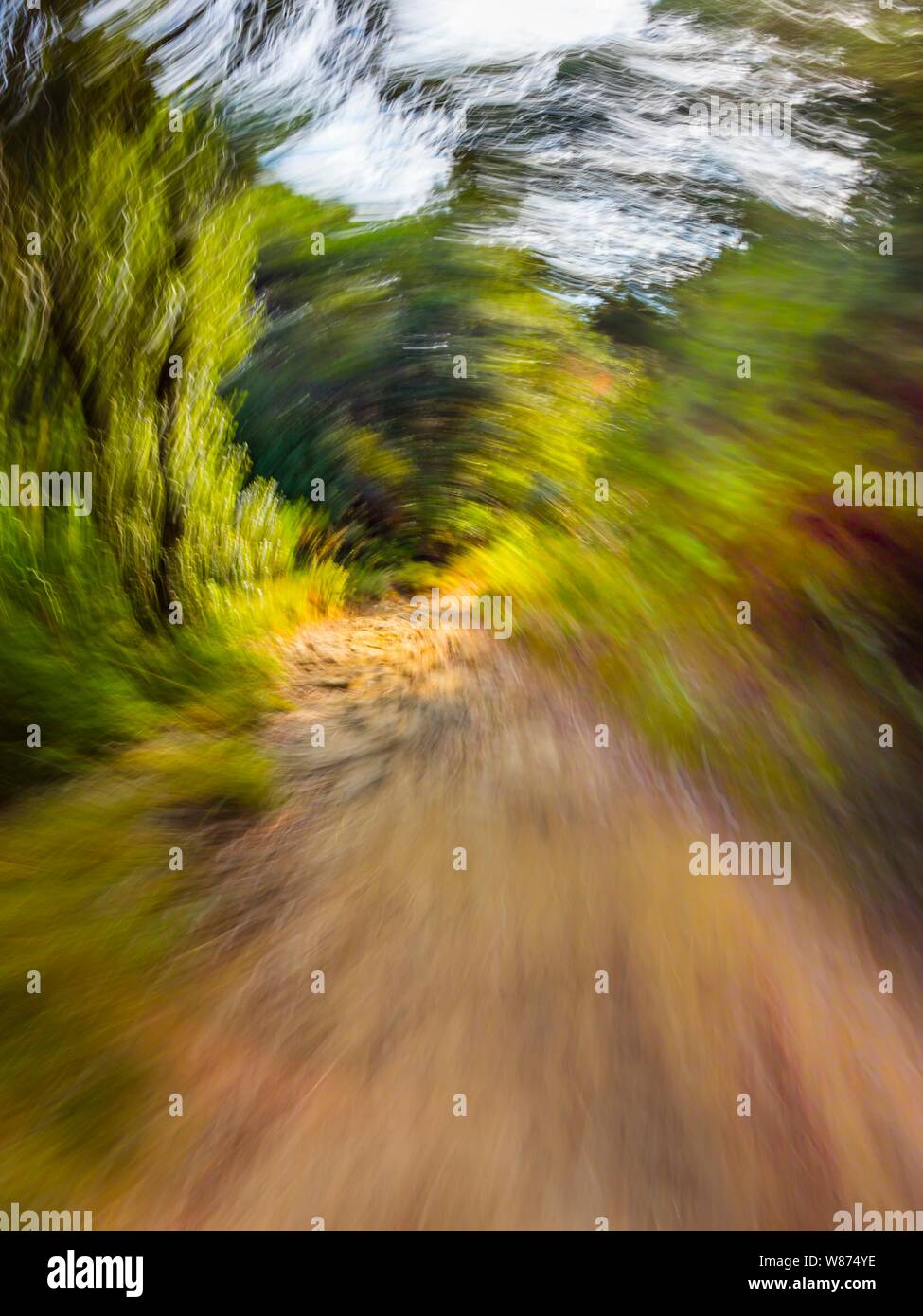 Green forest countryside path pathway speeding throught dense trees ...