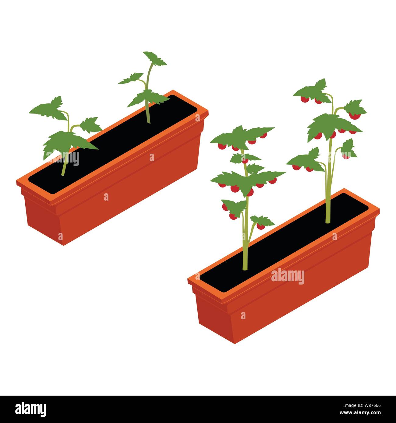 Fresh cherry tomato seedling in a plastic tray isometric view isolated ...