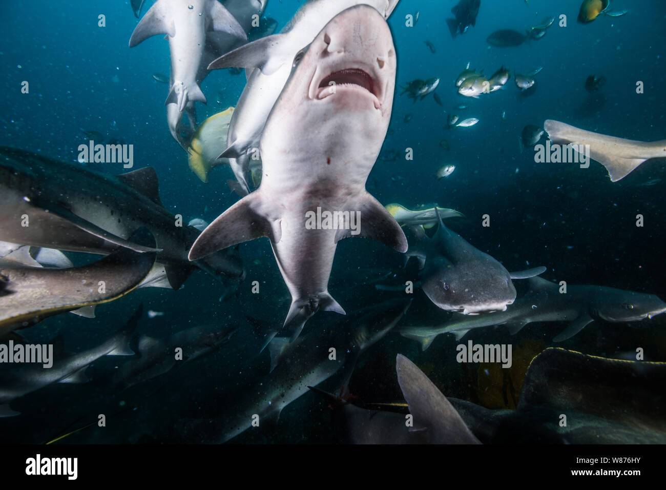 Banded hound shark hi-res stock photography and images - Alamy