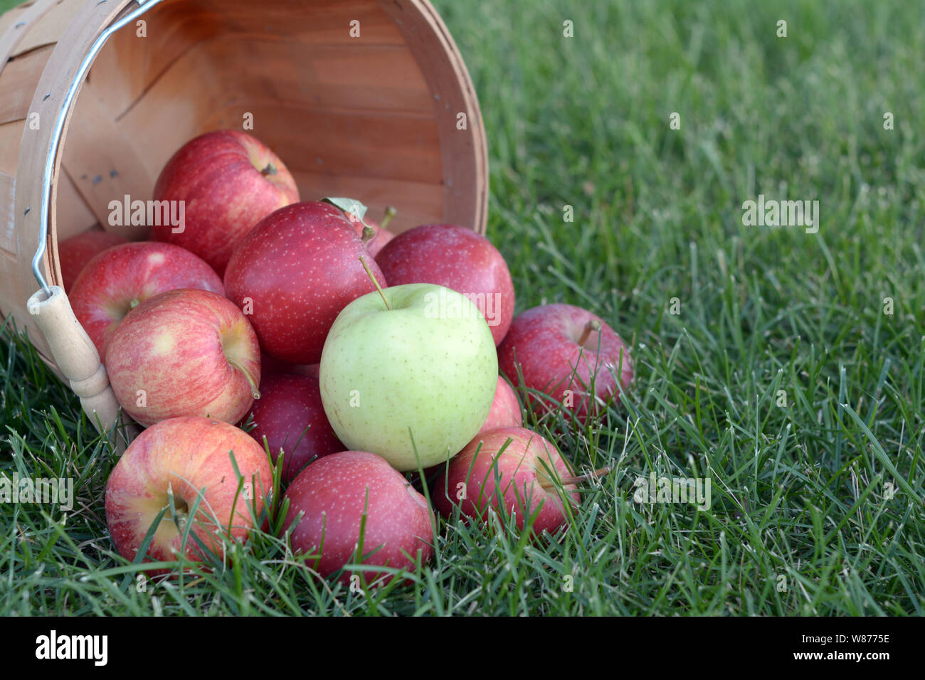 A bucket of organic apples on lawn Stock Photo - Alamy