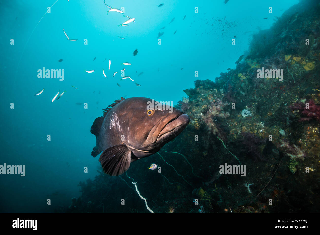 Longtooth grouper (Epinephelus bruneus) . At Ito, Chiba, Japan Stock ...