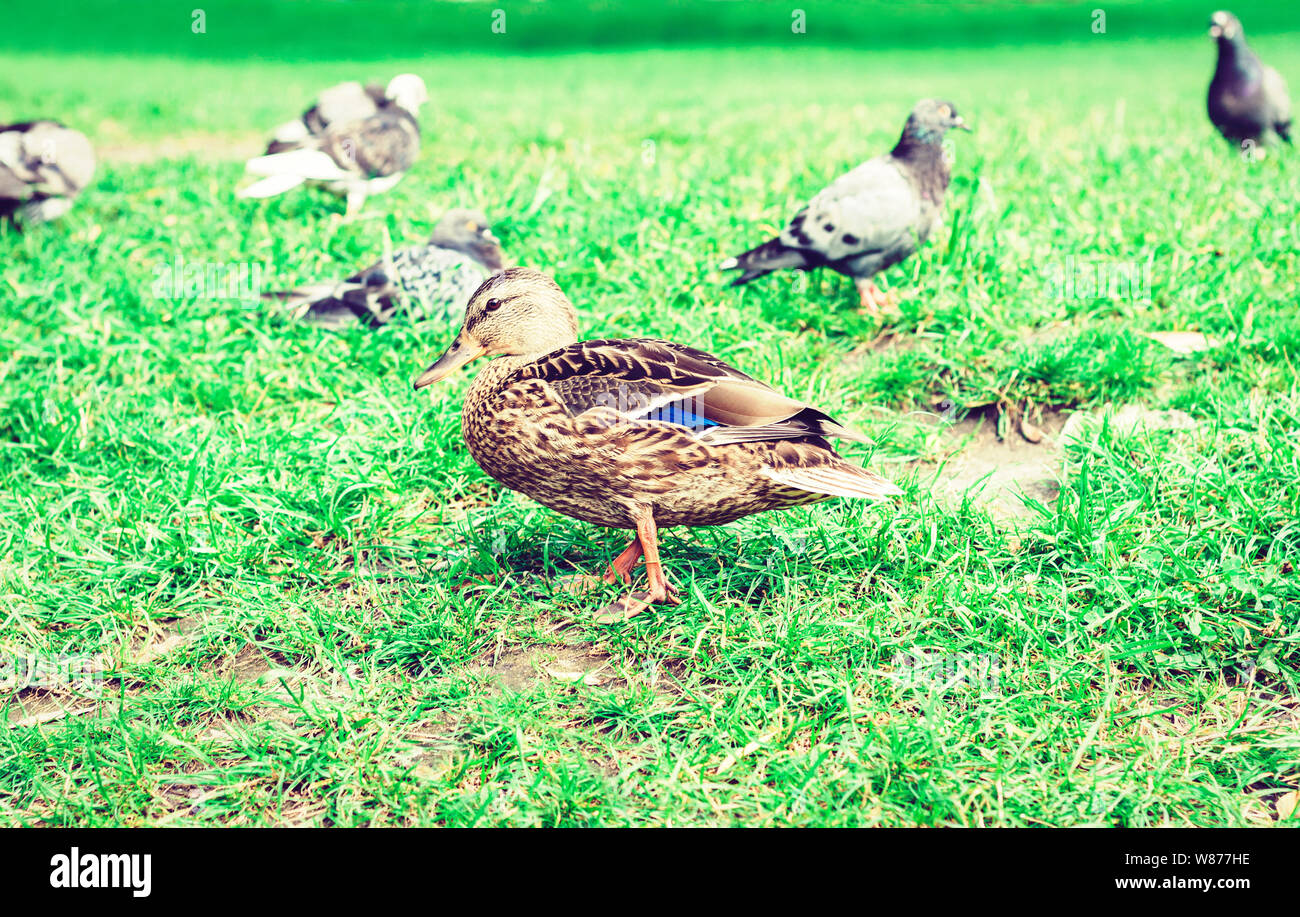 ducks and pigeons on a lake in a park Stock Photo - Alamy