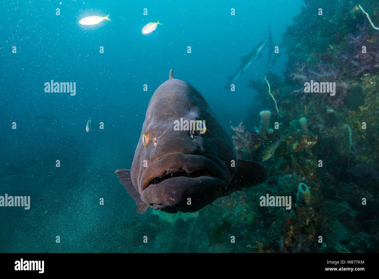 Longtooth hi-res stock photography and images - Alamy