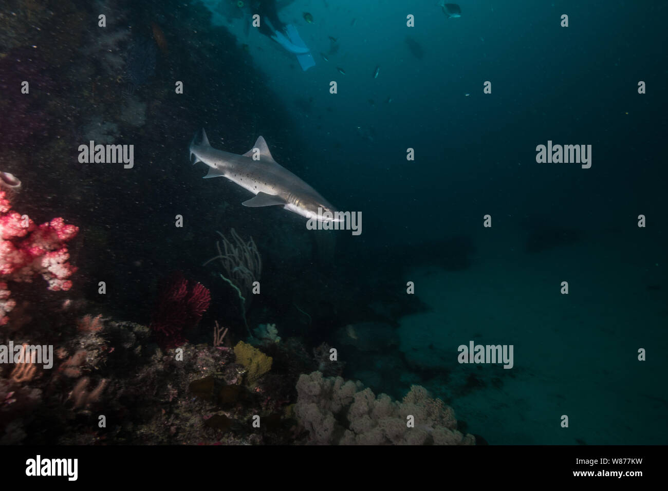 Banded Houndshark(Triakis scyllium). It is known as Banded Dogfish ...