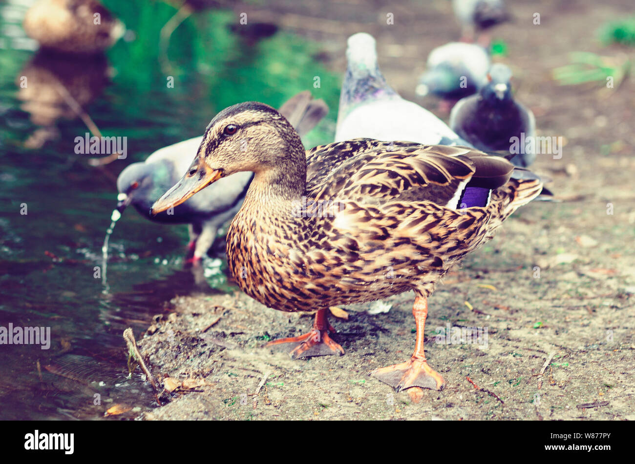 Wild ducks pigeons hi-res stock photography and images - Alamy