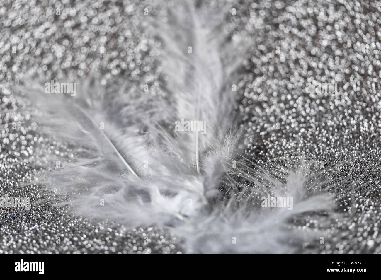 Gentle magical silver background with white feather. Macro photo Stock ...