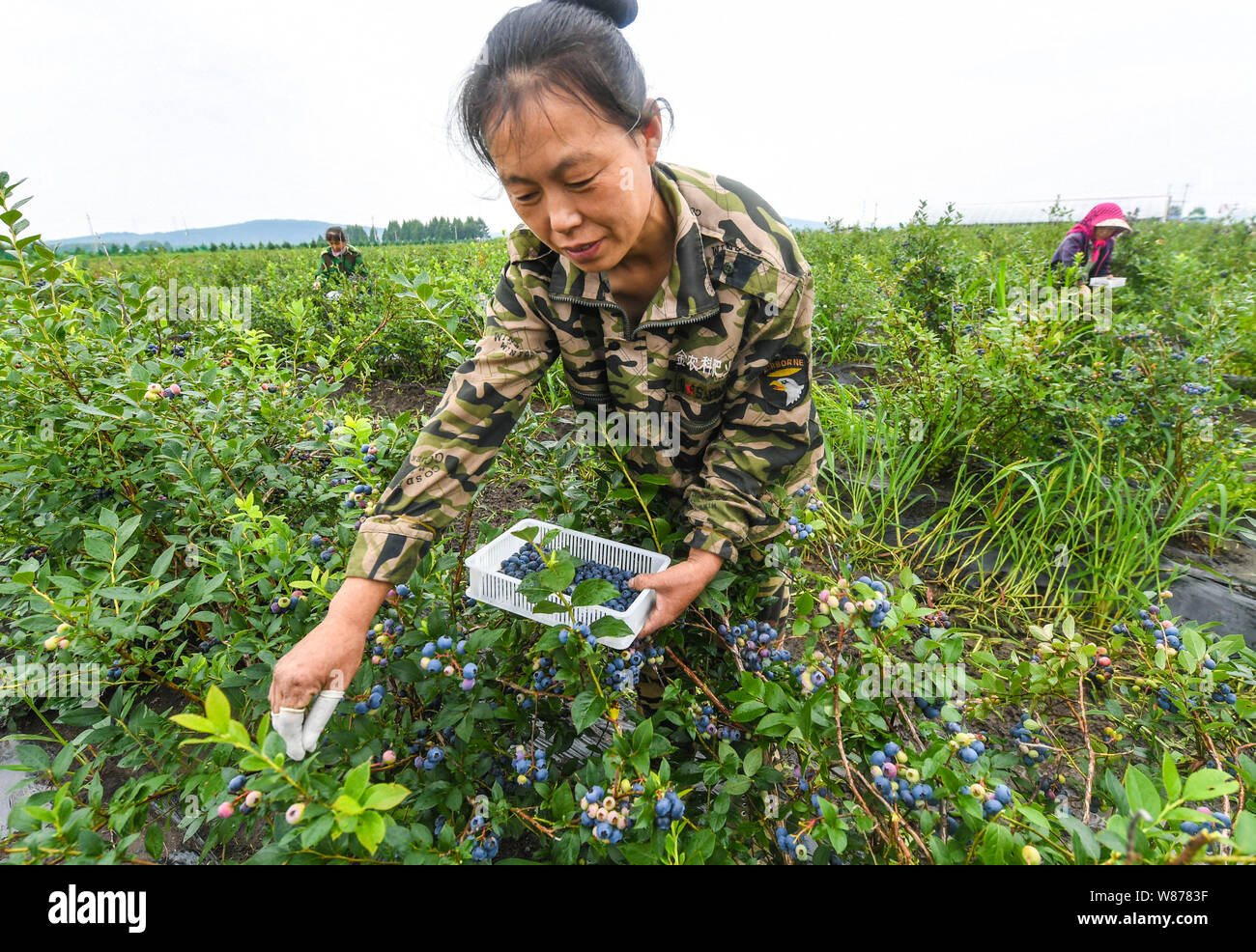 Blueberry plantation hi-res stock photography and images - Alamy