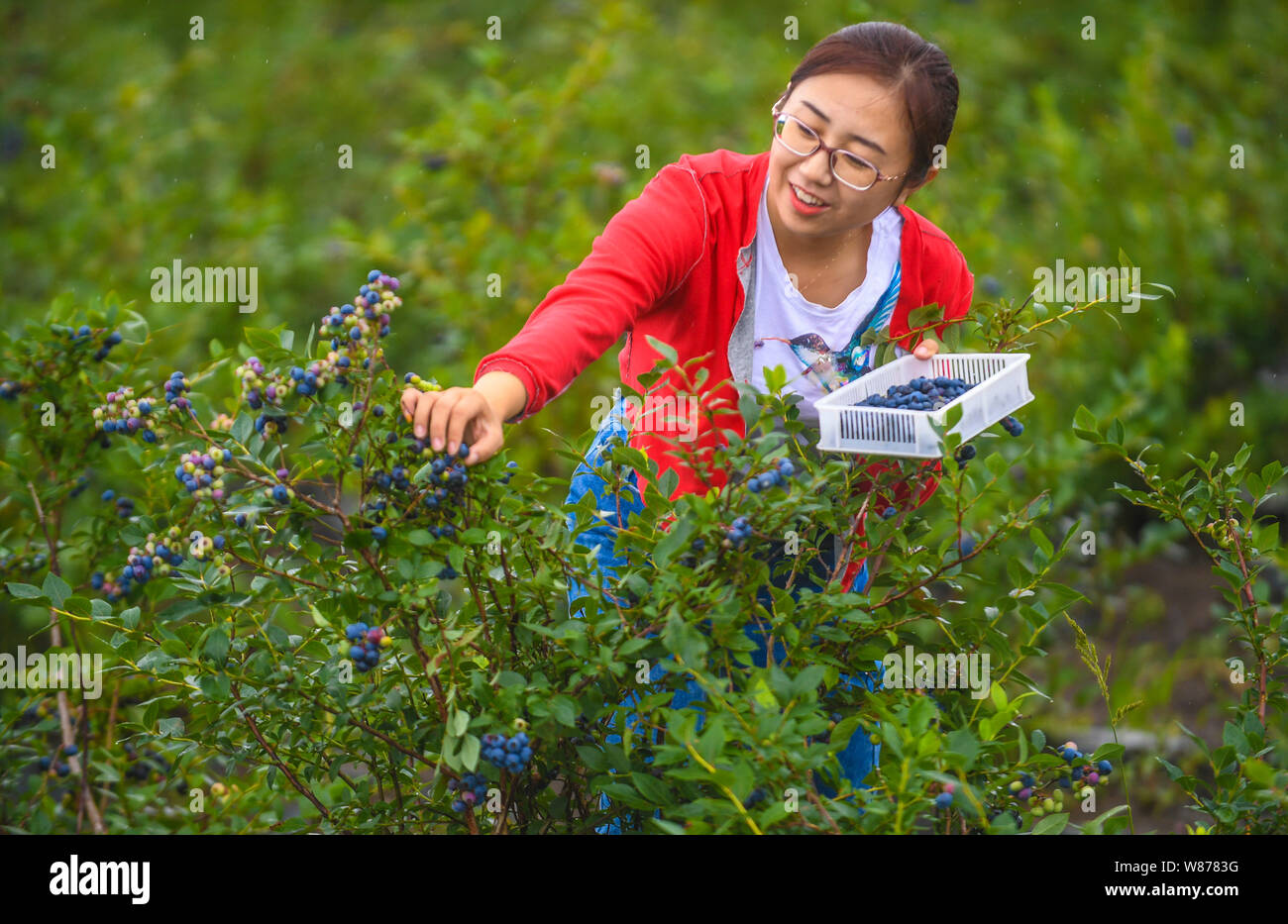 Blueberry plantation hi-res stock photography and images - Alamy