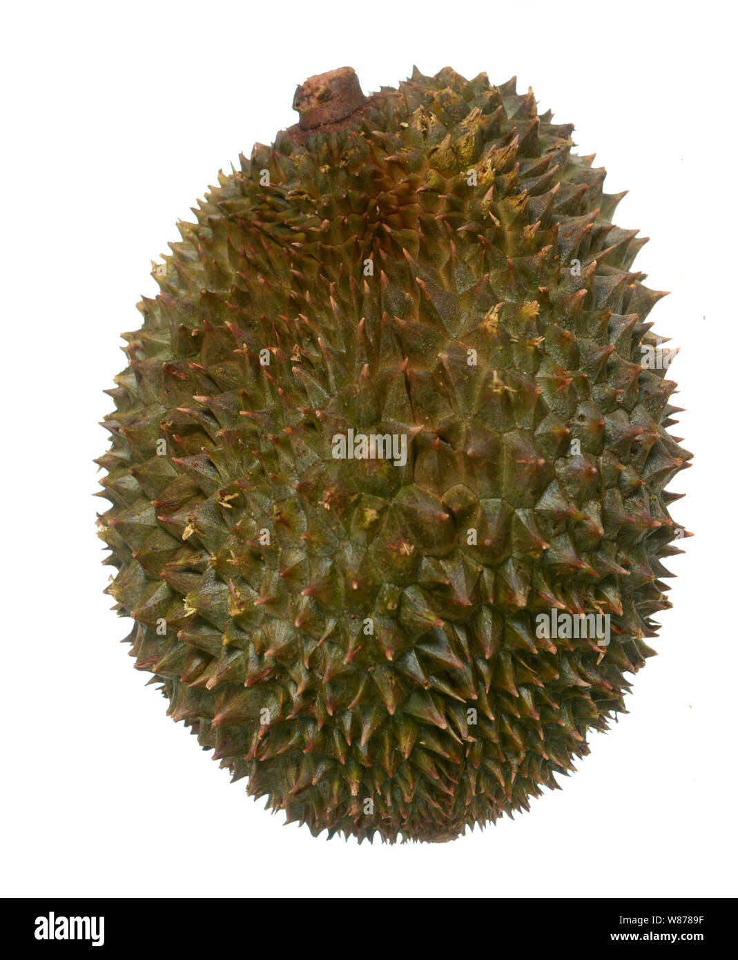 Single ripe durian isolated on white Stock Photo - Alamy
