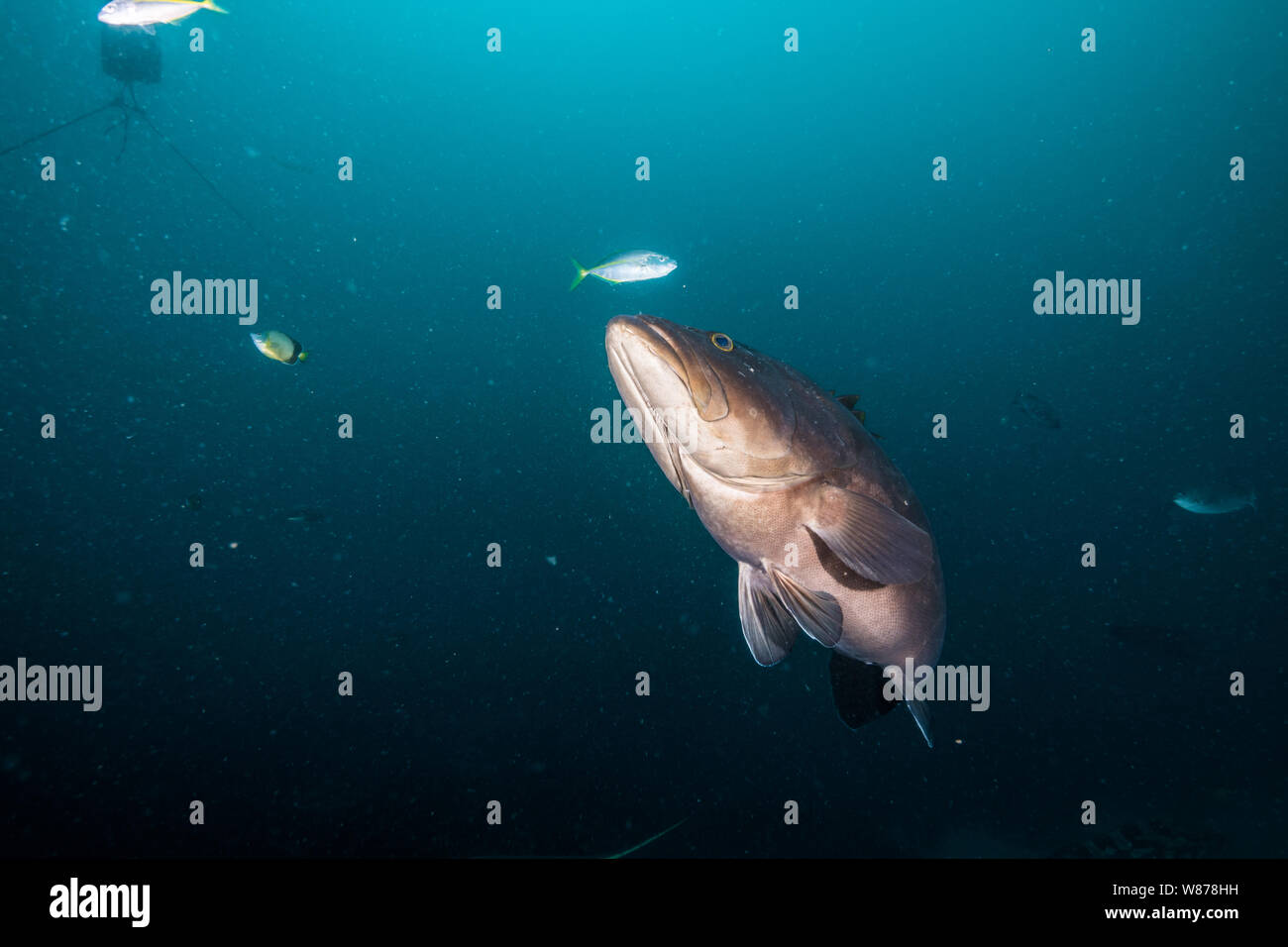 Longtooth grouper (Epinephelus bruneus) . At Ito, Chiba, Japan Stock ...