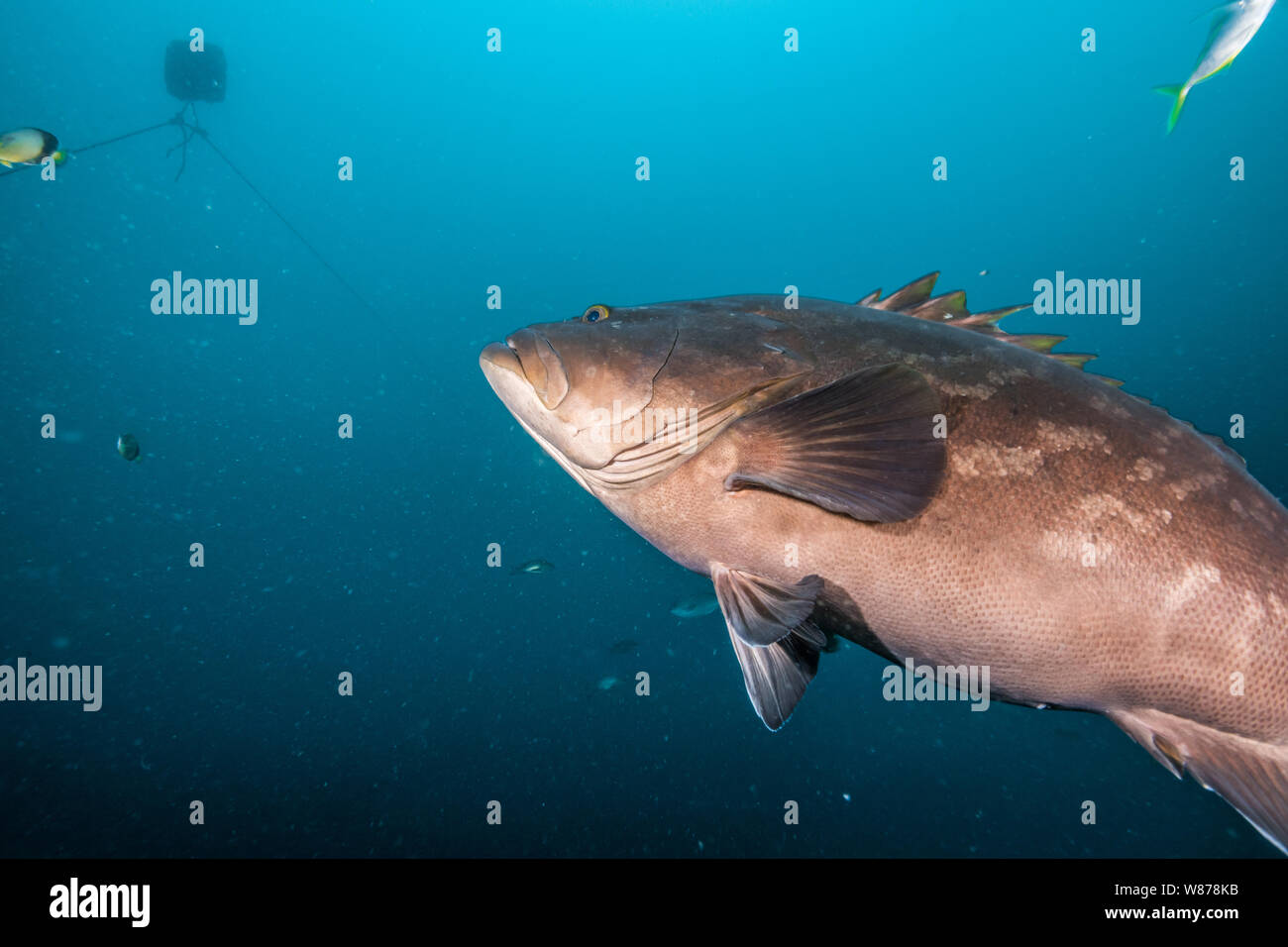 Longtooth grouper (Epinephelus bruneus) . At Ito, Chiba, Japan Stock ...