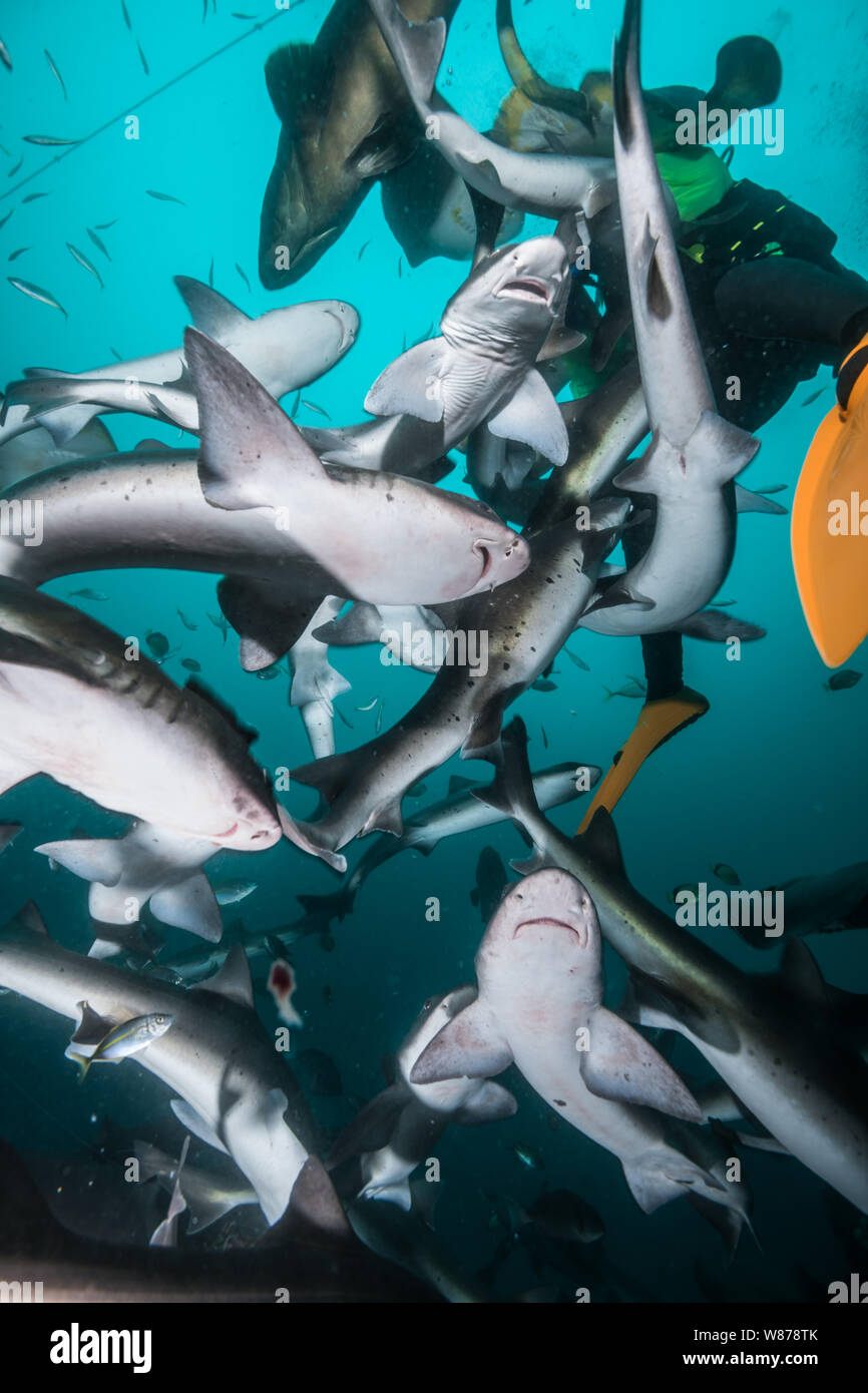 Banded Houndshark(Triakis scyllium). It is known as Banded Dogfish ...