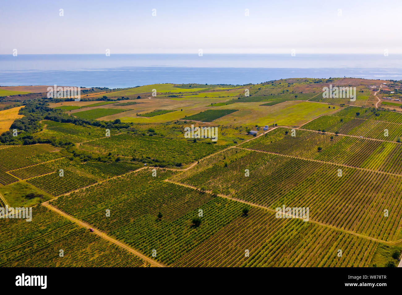 Vineyard on bright summer day. Aerial drone shot Stock Photo - Alamy
