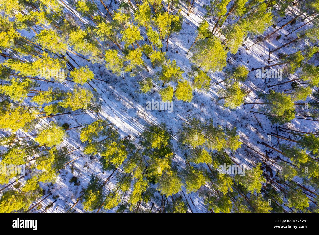 Beautiful spring forest as background. Aerial top view Stock Photo - Alamy