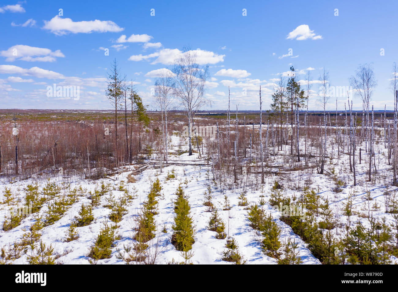 Planting young pine trees at the place where the forest burned down ...