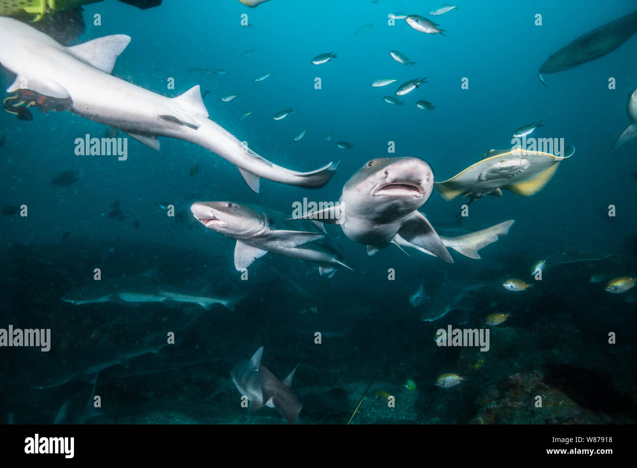 Banded Houndshark(Triakis scyllium). It is known as Banded Dogfish ...