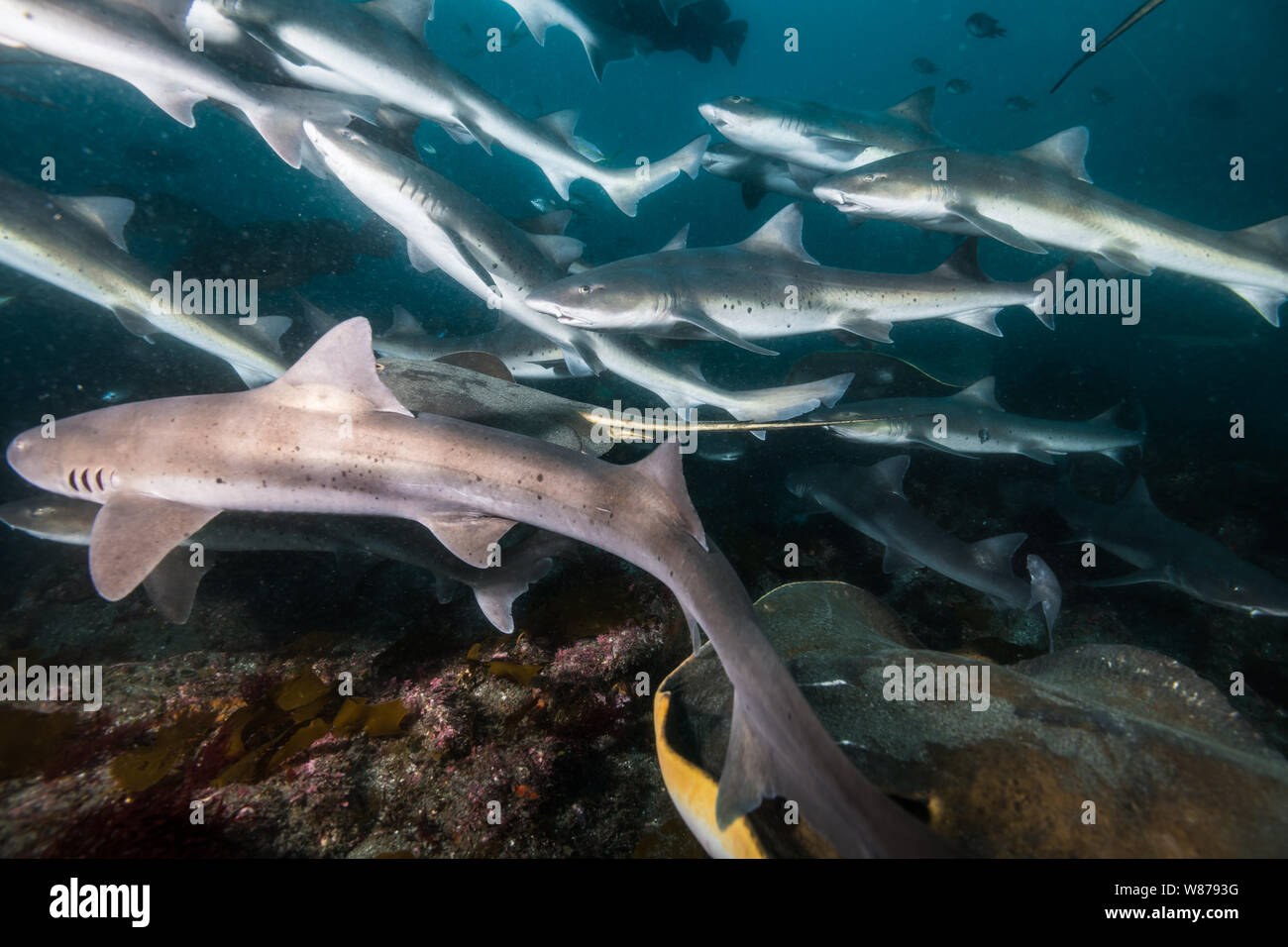 Banded Houndshark(Triakis scyllium). It is known as Banded Dogfish ...