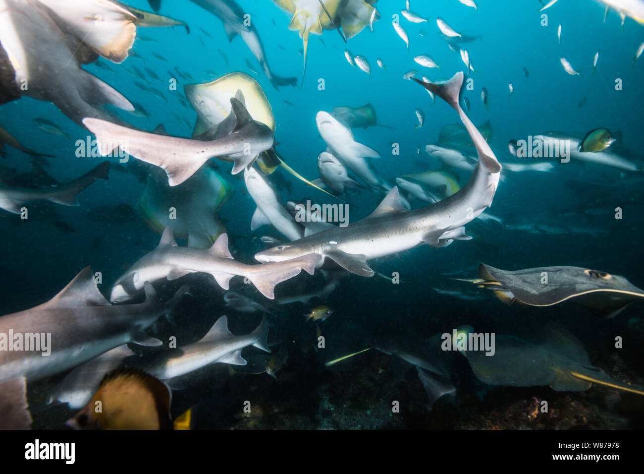 Banded Houndshark(Triakis scyllium). It is known as Banded Dogfish ...