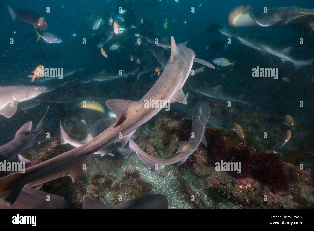 Brown banded shark hi-res stock photography and images - Alamy