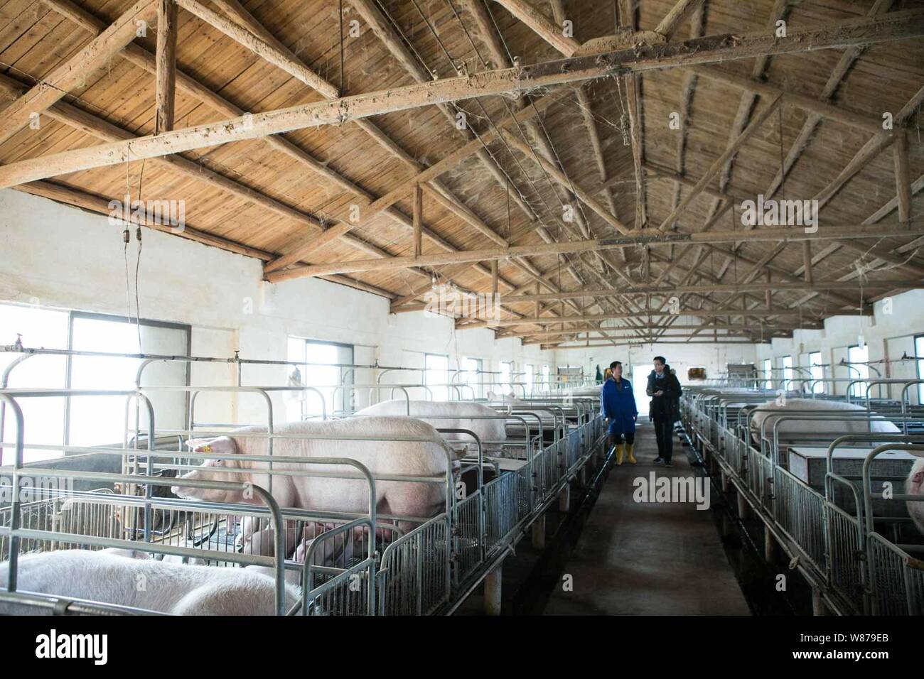 Beijing, China. 8th Aug, 2019. Photo taken on Jan. 9, 2018 shows a pig ...