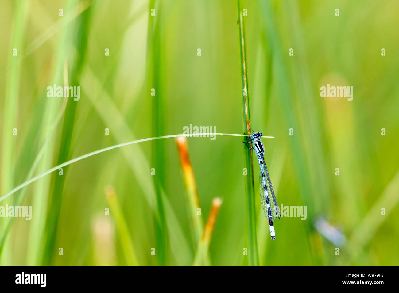 Dragonfly straw hi-res stock photography and images - Alamy