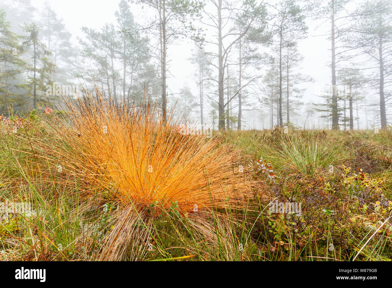 Bog in fog with a colorful tuft of grass Stock Photo - Alamy