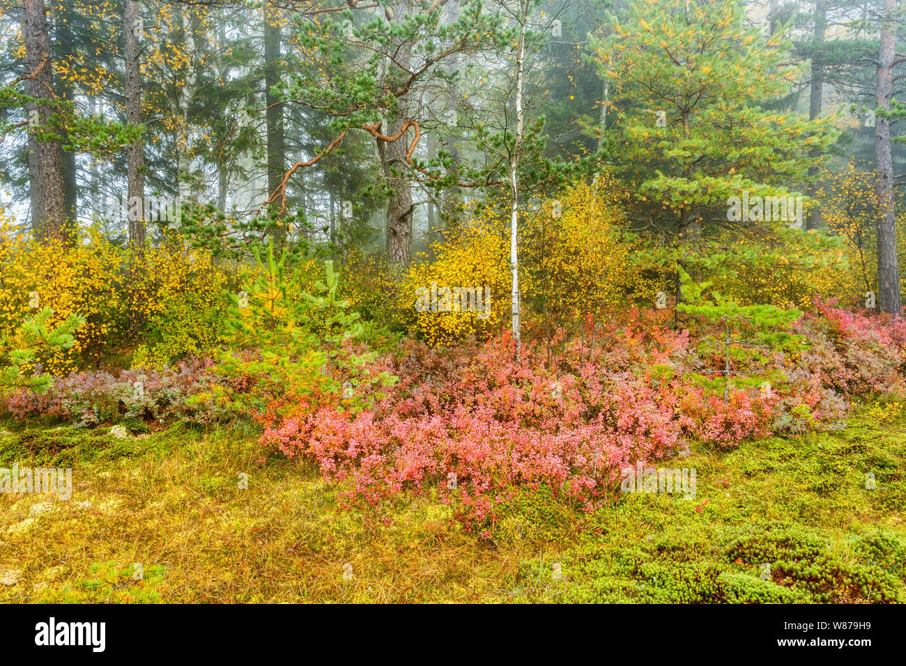 Autumn colors in the woods Stock Photo - Alamy