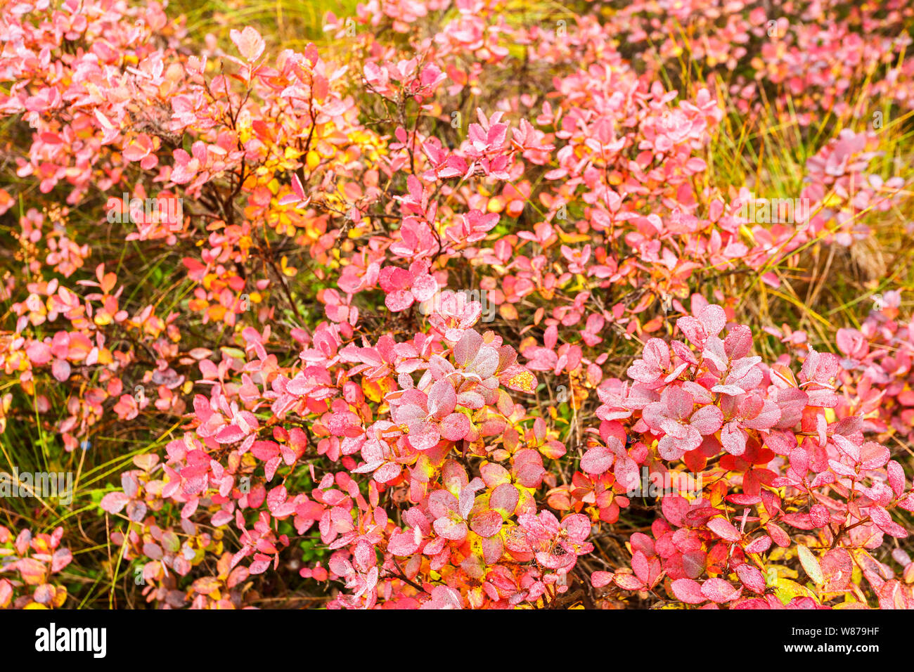 Blueberry Bush Has Red Leaves at Kendra Mayes blog