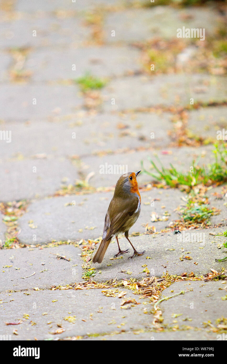 Robin sitting on rock hi-res stock photography and images - Alamy