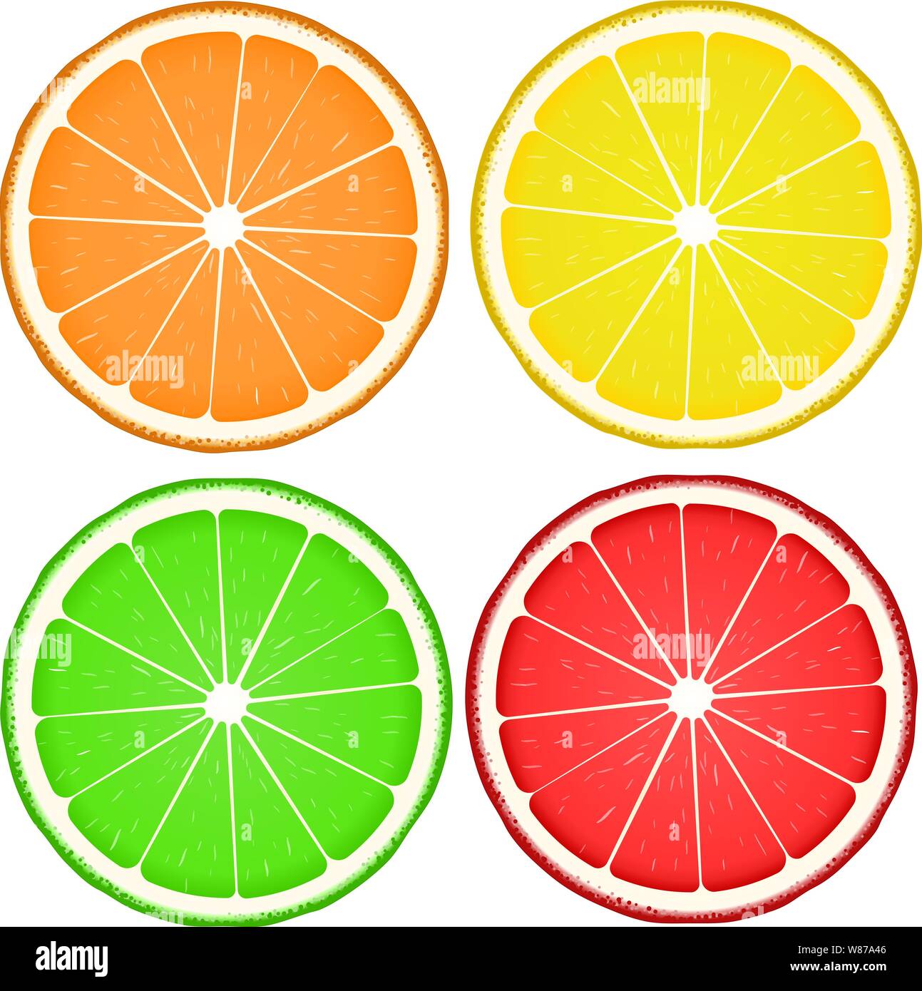 Vector illustration. Citrus fruits slice in realistic style. Isolated ...