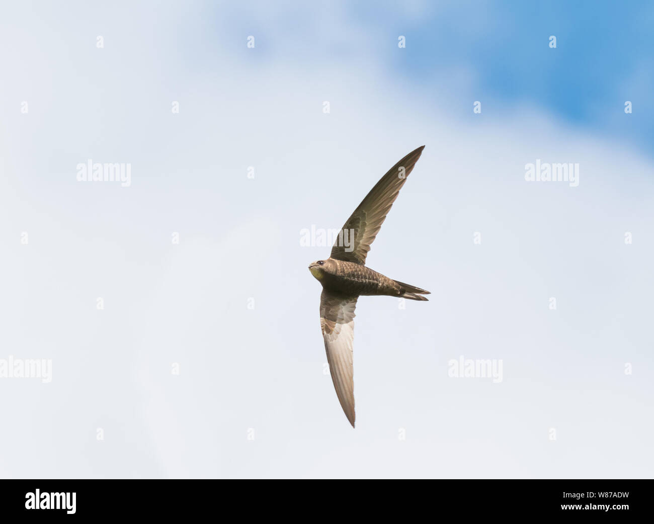 common swift - apus apus - flying Stock Photo - Alamy