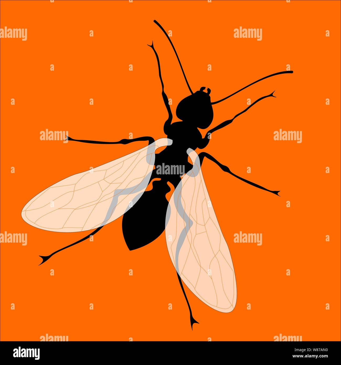 Vector illustration. Ant with wings silhouette isolated on orange Stock ...